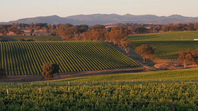 32 best Orange Wineries and Cellar Doors to visit in 2026
