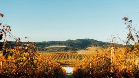 32 best Orange Wineries and Cellar Doors to visit in 2026